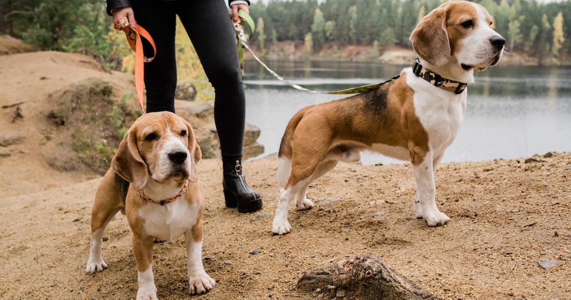 Is Pet Insurance Worth It? Compare Premiums From 5 Popular Insurers ...